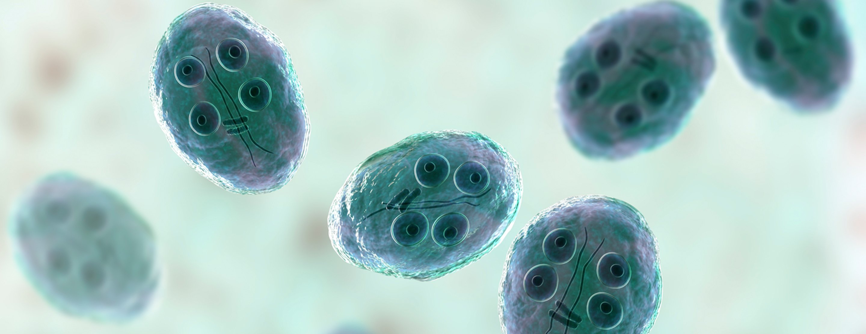 String test for intestinal parasites